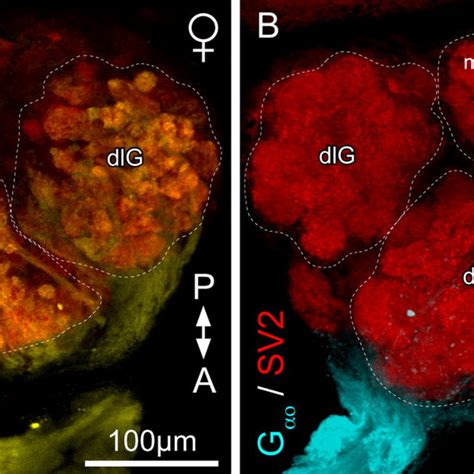Ad Maximum Intensity Confocal Projections Of Dorsal Olfactory Bulbs