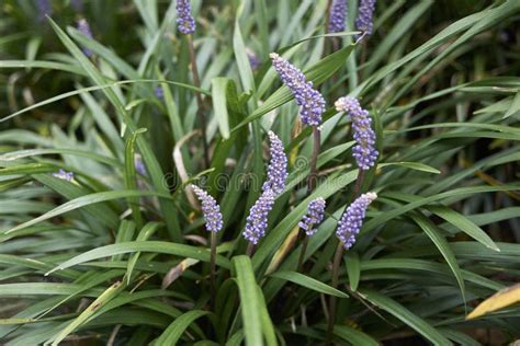 Muscari Del Liriope En La Floraci N Foto De Archivo Imagen De