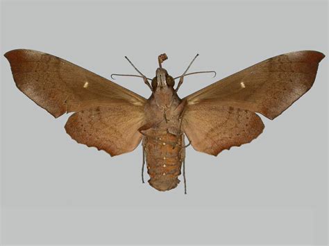 Madoryx Plutonius [ Hübner [1819] ]