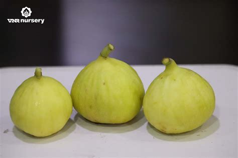 Fig Deanna Vnr Nursery