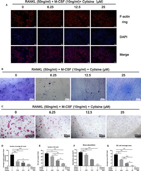 Cytisine Suppressed Rankl‐induced F‐actin Ring And Bone‐pit Formation