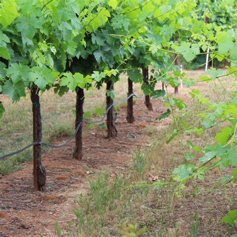 Jeff Runquist Wines 2026 All You Need To Know Before You Go W