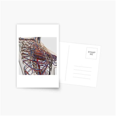 Medical Illustration Of Female Breast Arteries Veins And Lymphatic