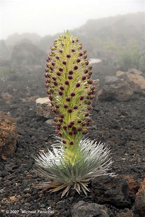Discover The Majestic Haleakala Silversword