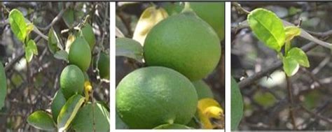 Figure 3 From Design Of An Automatic Image Detection Algorithm For On