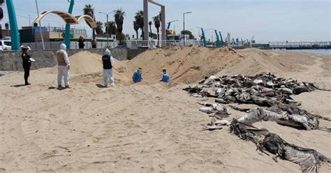 Gripe Aviar Minsa Definirá El Lunes Si Cierran Playas Por Pelícanos