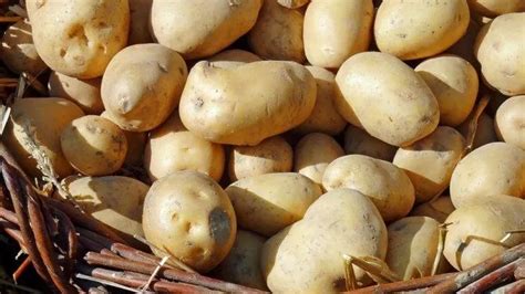 Umbi Batang Adalah Pengertian Dan Jenis Jenis Umbi Batang Hops Id