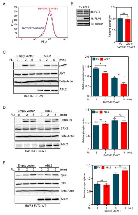 Ba F3 FLT3 Cells Expressing ABL2 Display Reduced AKT Phosphorylation