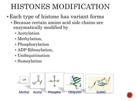 Dna Binding Proteins Ppt
