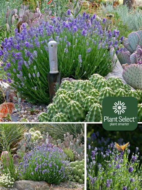 Plant Select Smart Plant Choices Plant Select