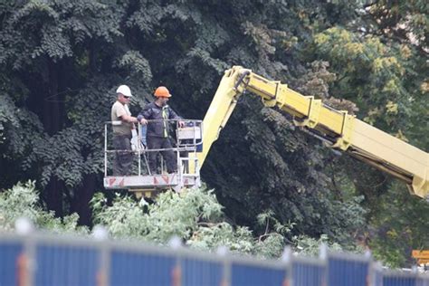 Започна премахването на дървета на улица Опълченска в София Видео снимки