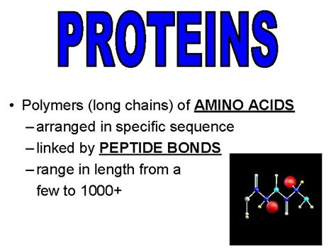 Polymers Long Chains Of Amino Acids Arranged In