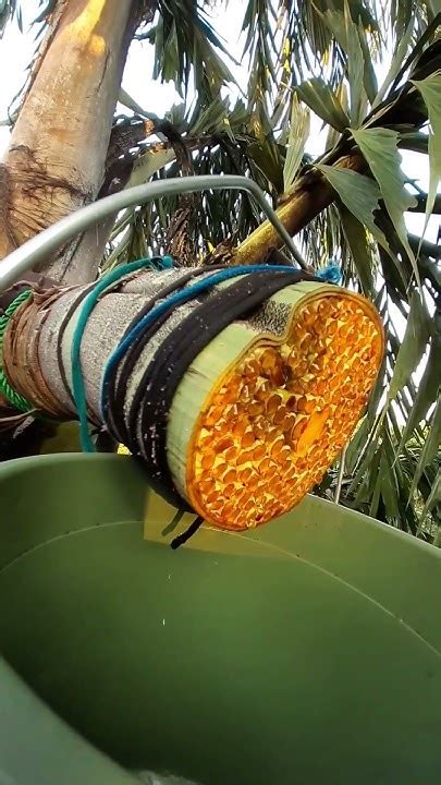 මේ විදියට මලක් හදමු Trending Viral Nature කිතුල් Tree Agriculture