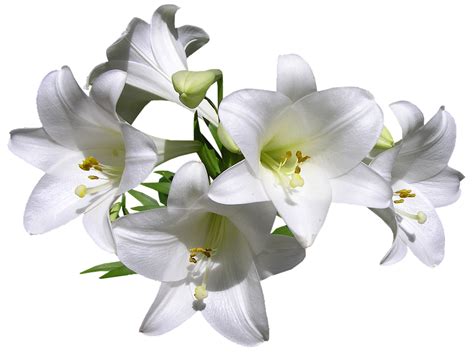 Lilien Weiß Blumen · Kostenloses Foto Auf Pixabay