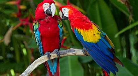 4k Parrot Wallpapers Top Free 4k Parrot Backgrounds Wallpaperaccess