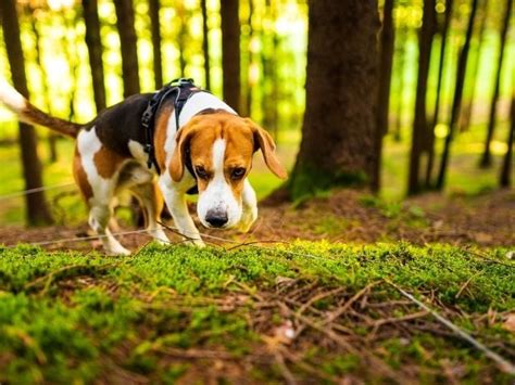 Peeking Into The Sitecore Search Lens Sitecore Symposium Search Takes Center Stage R Sitecore