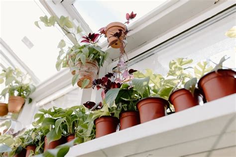 Cuidar tus plantas en invierno consejos para protegerlas del frío