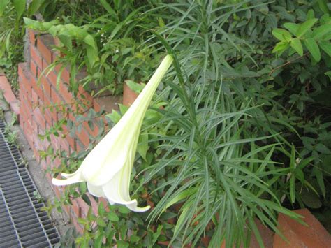 Lilium X Formolongo