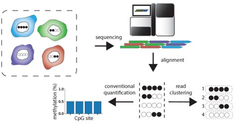 Sorting Out Cell Type Specific Molecular Barcodes