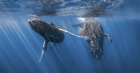 Male Humpback Whales Photographed Having Sex For The Firs