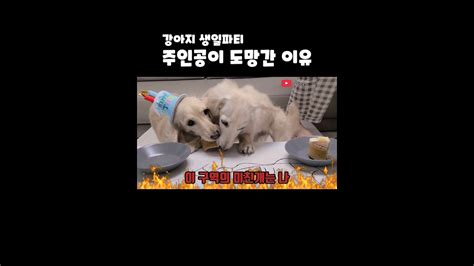 망해버린 강아지 생일파티 강아지 닥스훈트 크림닥스훈트 Youtube
