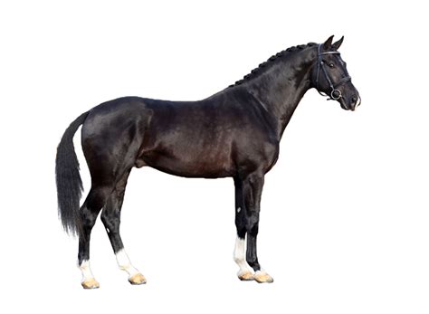 Jayson Brancaleone Team