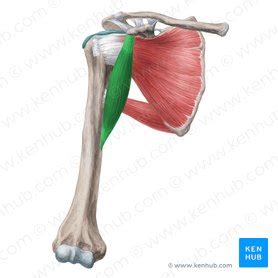Coracobrachialis Attachments Innervation Function Kenhub