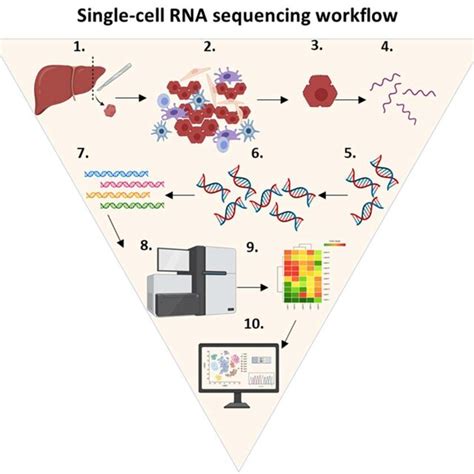 Single Cell Rna Sequencing Workflow Scrna Seq Is A Technique That