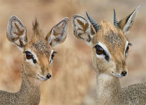 Meet The Dik Dik The Cutest Little Antelope Ever