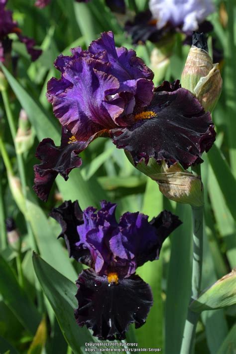 Photo Of The Bloom Of Tall Bearded Iris Iris Cher And Cher Alike