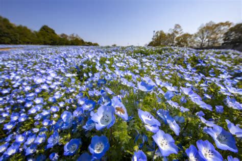 備北花ピクニック2025 │ 備北丘陵公園の春