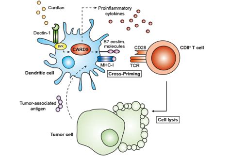 Card9 Controls Dectin 1 Induced T Cell Cytotoxicity And Tumor Haas T Jun 25 2017