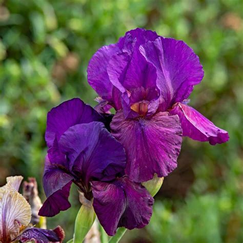 Arilbred Iris Iris Some Velvet Morning In The Irises Database