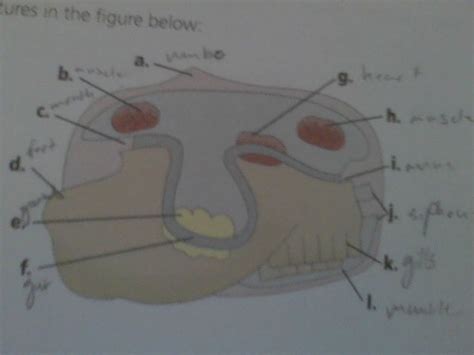 Marine Biology Module 5 Sg Questions Flashcards Quizlet