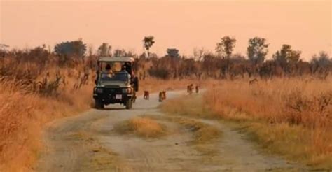 Cecil The Lion Cub Killed By Rival Male In Zimbabwes Hwange National