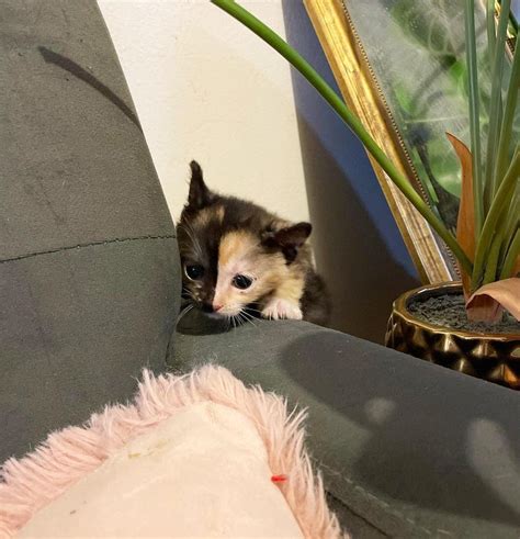 Tiny Kitten Spotted Outside Abandoned Shows So Much Strength Now Has A