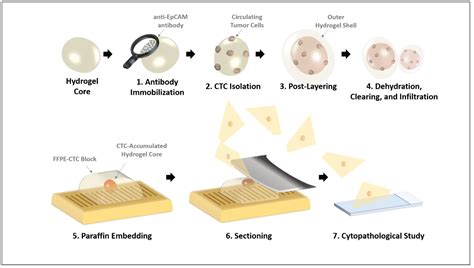 Formalin Fixation Brain Tissue At Mary Hammon Blog