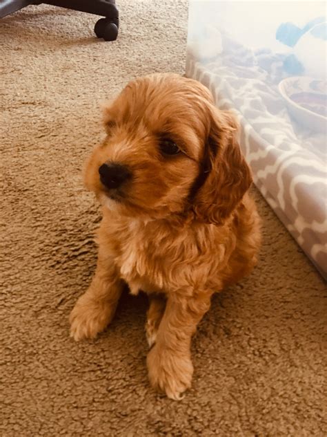 Cockapoo Puppies For Sale Blacksburg Va 335460
