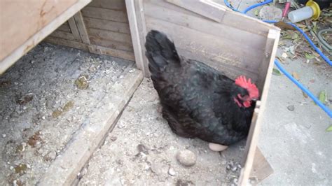 Chicken Laying Eggs Youtube