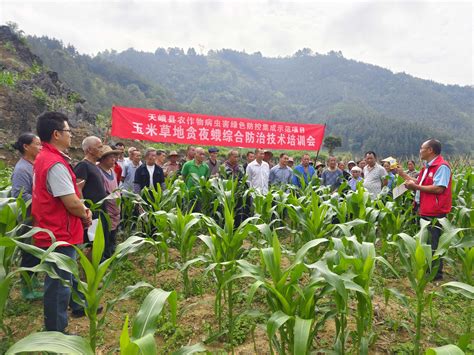 天峨县科技特派员进村入户开展技术培训河池广西壮族自治区农业农村厅