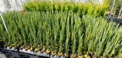 Juniper Scopulorum Skyrocket Evergreen Tree Starter Plants Lot Of 6