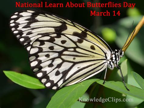 National Learn About Butterflies Day Knowledge Clips