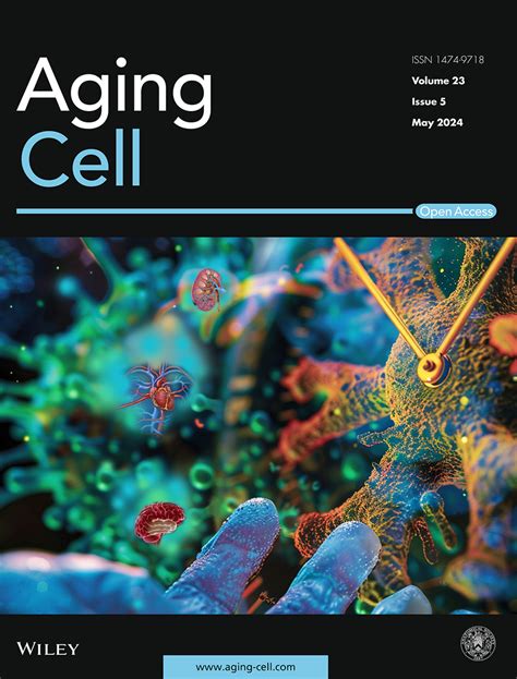 Aging Cell New Anti Aging Approach Could Yield Treatments For