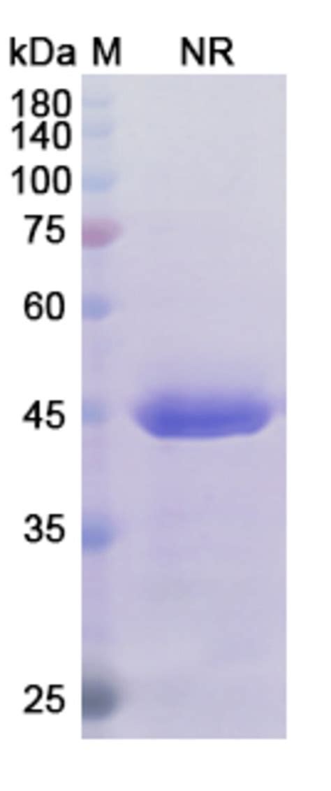 Invitrogen Certolizumab Recombinant Human Monoclonal Antibody 100 μg