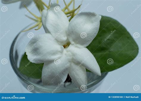Jasminum Sambac Indonesian Melati Putih Is One Of The Three National Flowers In Indonesia