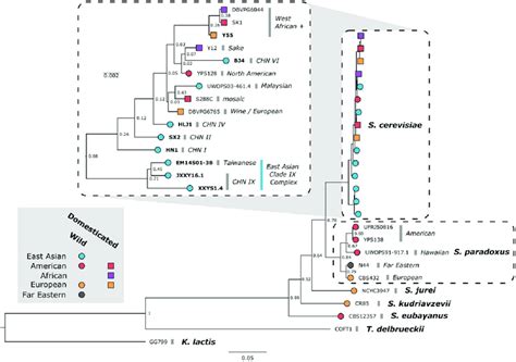 Consensus Phylogenetic Tree Of Yeast Long Read Genomes The Tree Was