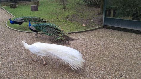 A Beautiful Peacock On A Walk In The Castle Grounds Stock Video
