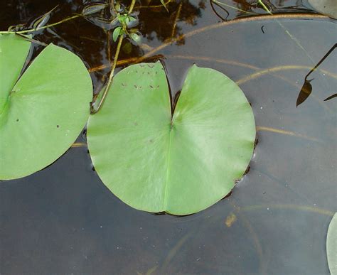 Nymphaea Tuberosa Tuberous Waterlily Go Botany