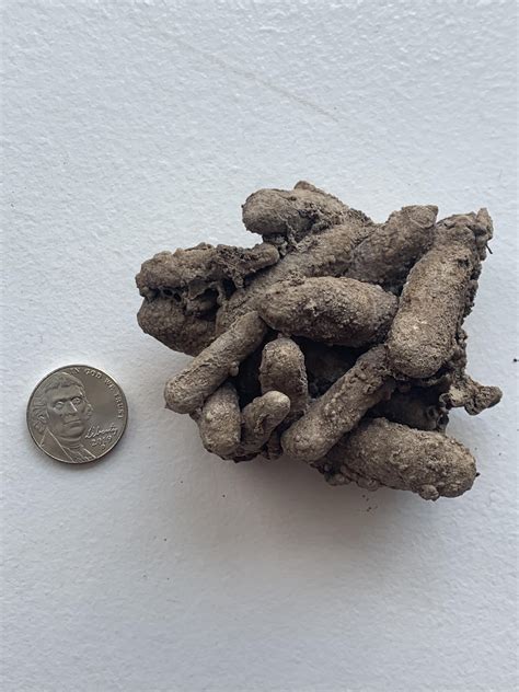 Looks Like A Fossil But Probably Isnt A Fossil What Is It R Whatisthisthing