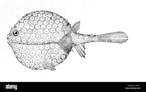 Halieutichthys Aculeatus Commonly Known As The Sharpnose Bass A